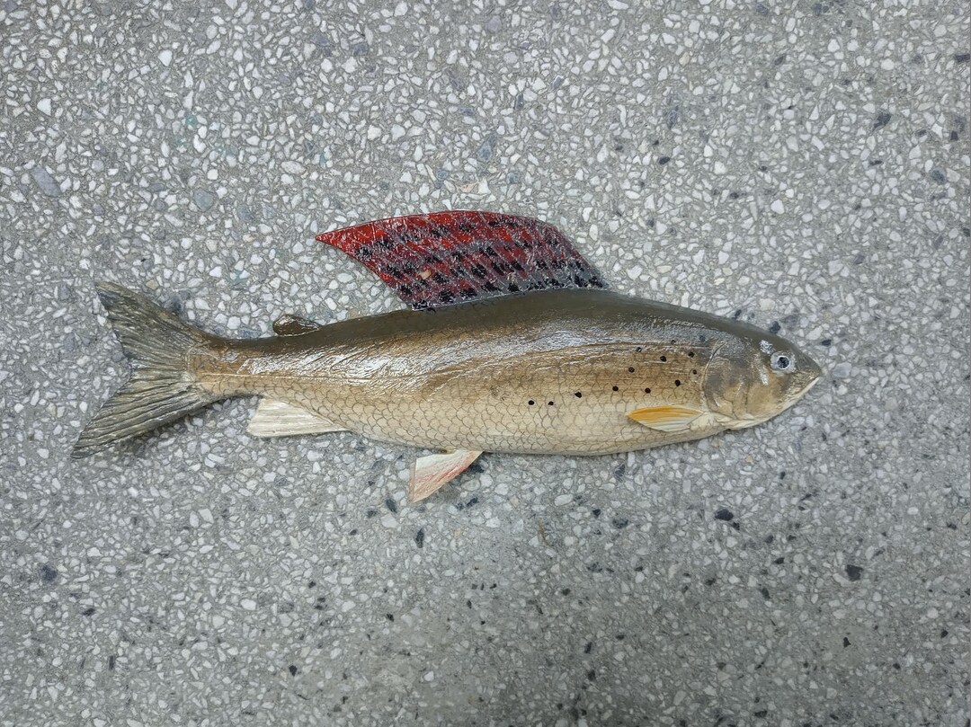European Grayling, Thymallus Thymallus, 5-10 Inches 3D Wall Wooden Fish ...