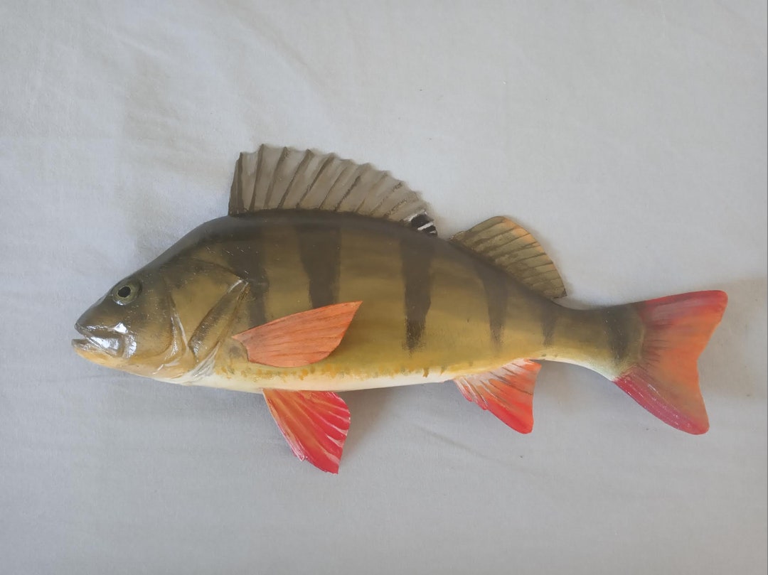 European Perch, Perca Fluviatilis, Common Perch, Redfin Perch,16-20 ...