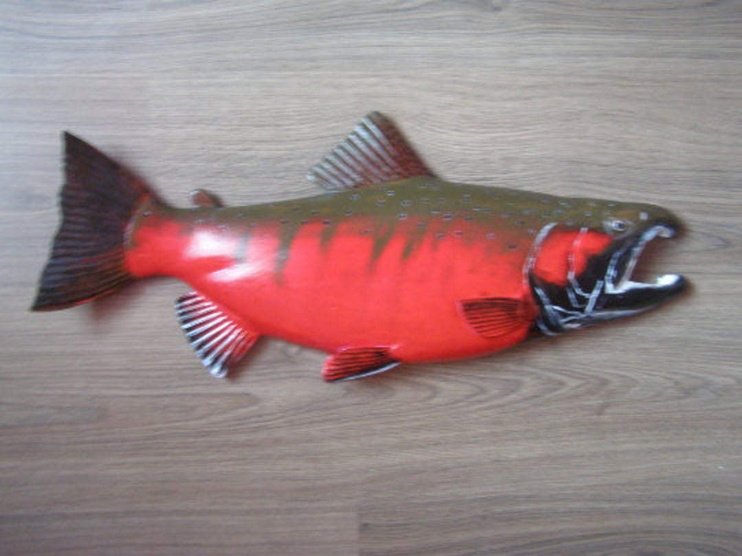 Spawning Male Coho Salmon, Oncorhynchus Kisutch, Silver Salmon, 21-25 ...