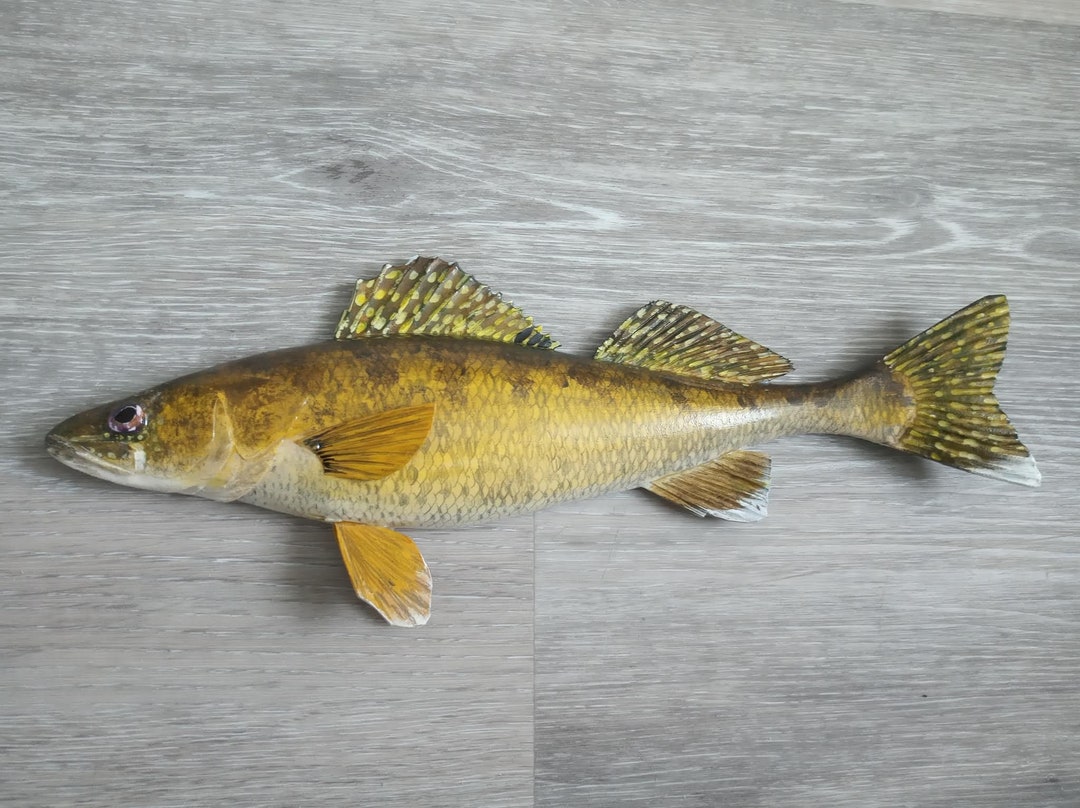 Walleye, Sander Vitreus, Yellow Walleye, 11-15 Inch 3D Wall Wooden Fish ...