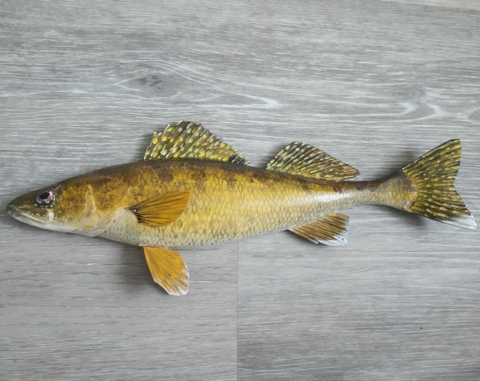 26" Walleye Real Skin Fish Taxidermy - Etsy