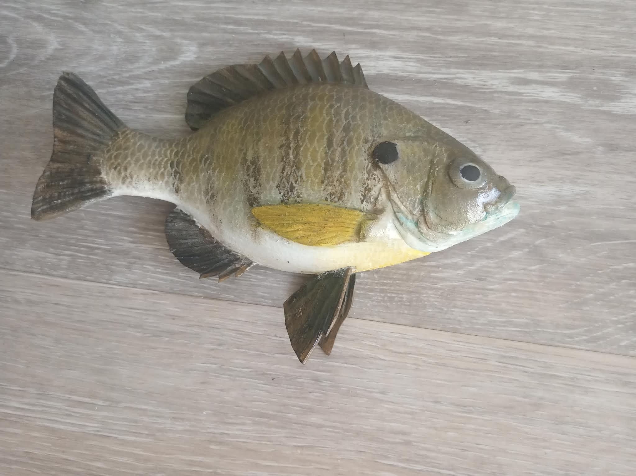 Female Bluegill, Lepomis Macrochirus, 5-10 Inches 3D Wall Wooden Fish ...