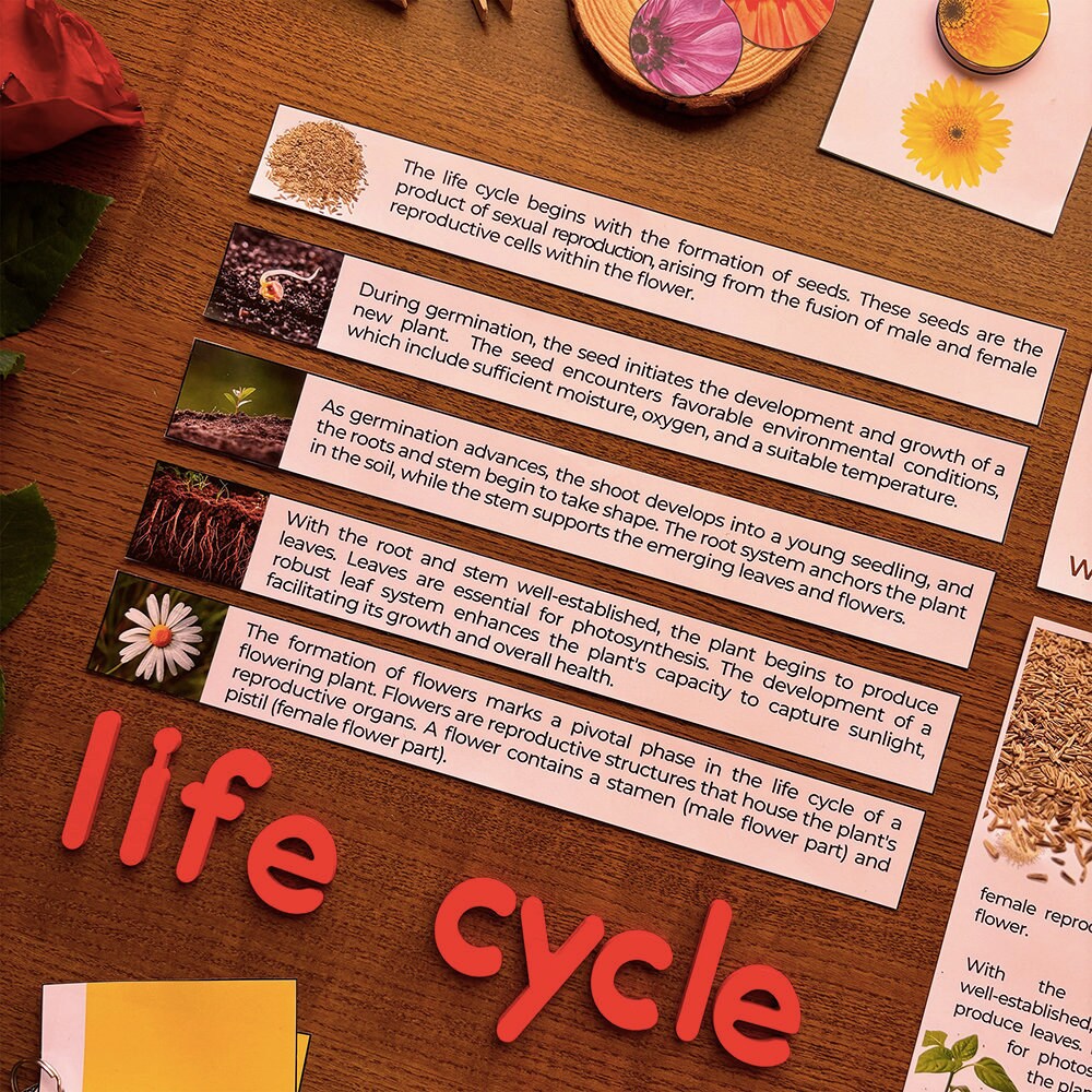 Flowering Plant Life Cycle Unit Study Flowering Plant Stages Life Cycle ...