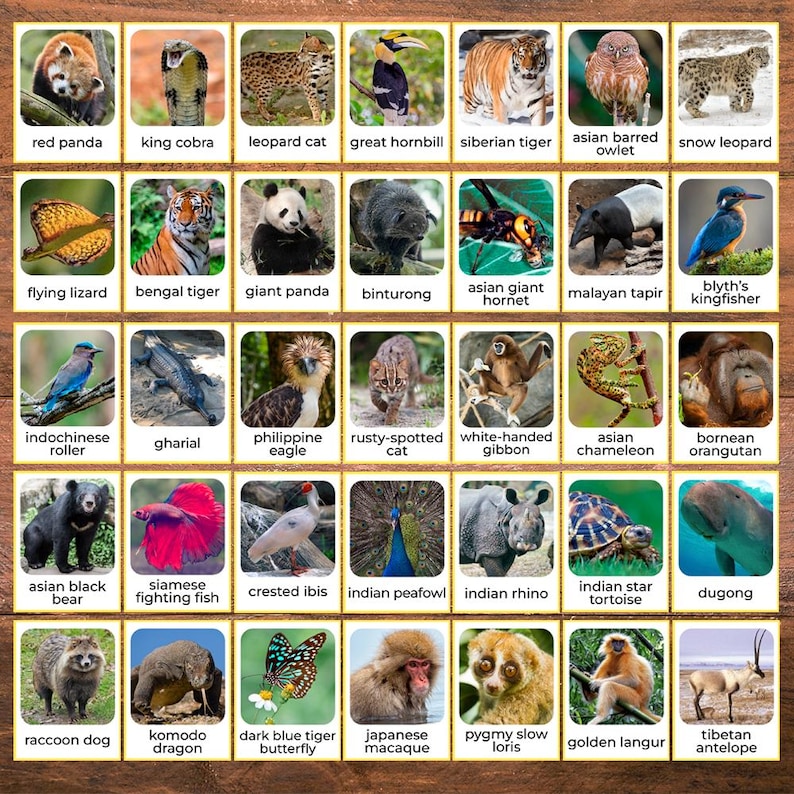 Animals of Asia Continent Asia Animals Flash Cards Asiatic Animals ...