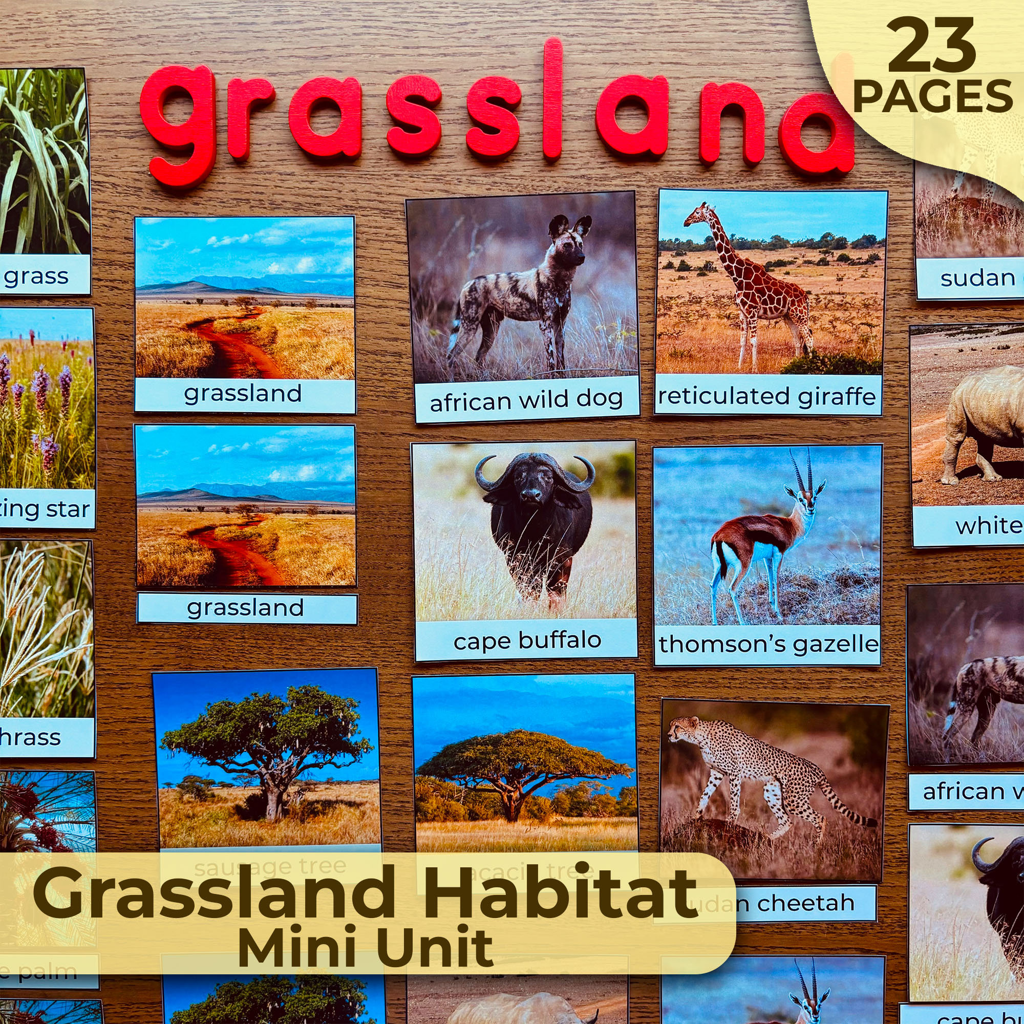 Grassland Habitat Unit Study Grassland Biome Grassland Animals ...