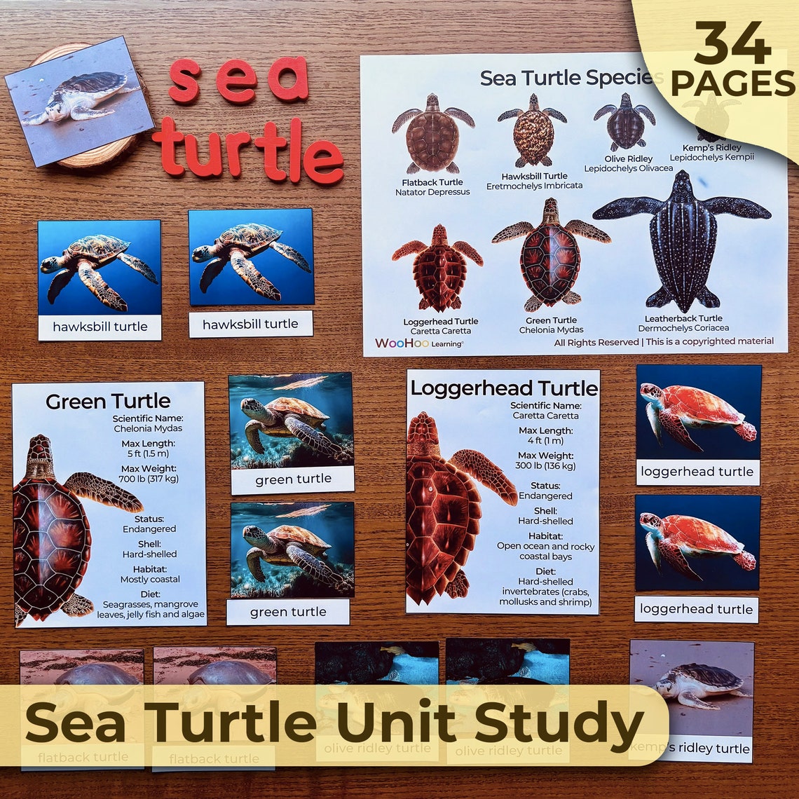 Sea Turtle Unit Study All About Sea Turtles Anatomy Sea Turtle Life ...