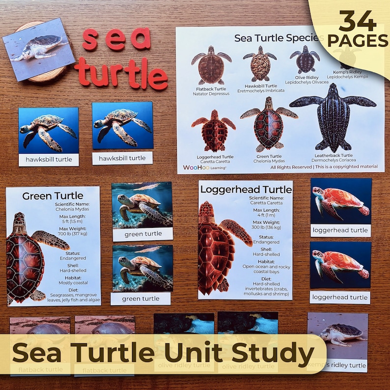 Sea Turtle Unit Study All About Sea Turtles Anatomy Sea Turtle Life ...