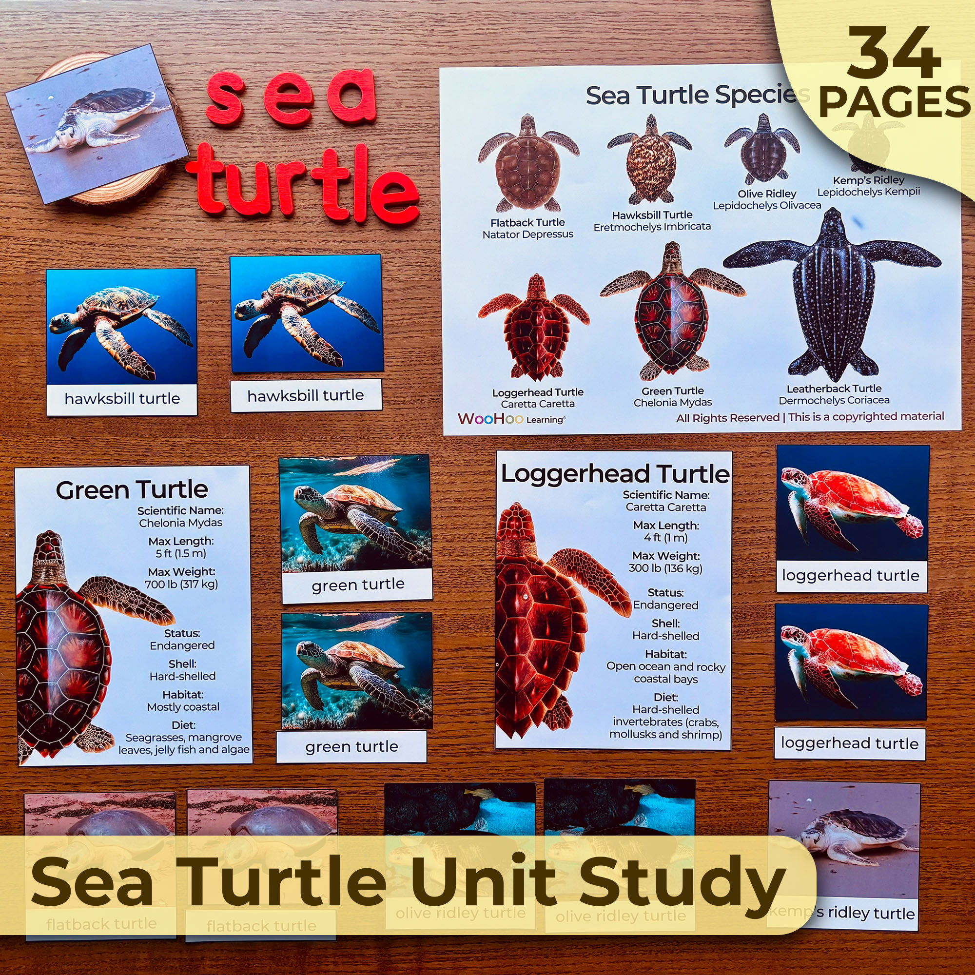 Sea Turtle Unit Study All About Sea Turtles Anatomy Sea Turtle Life ...