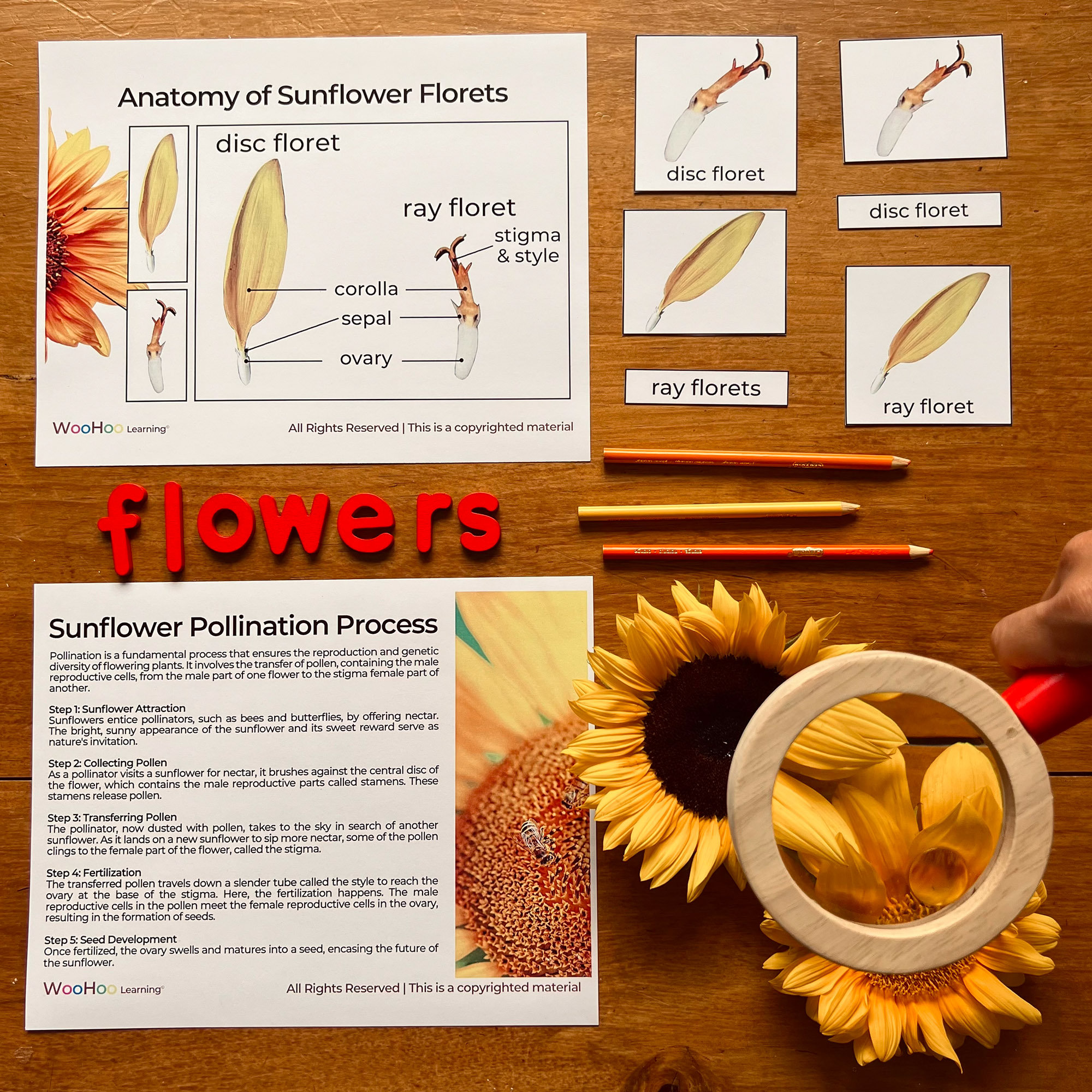 Sunflower Life Cycle Sunflower Anatomy Sunflower Printable Nature Study ...