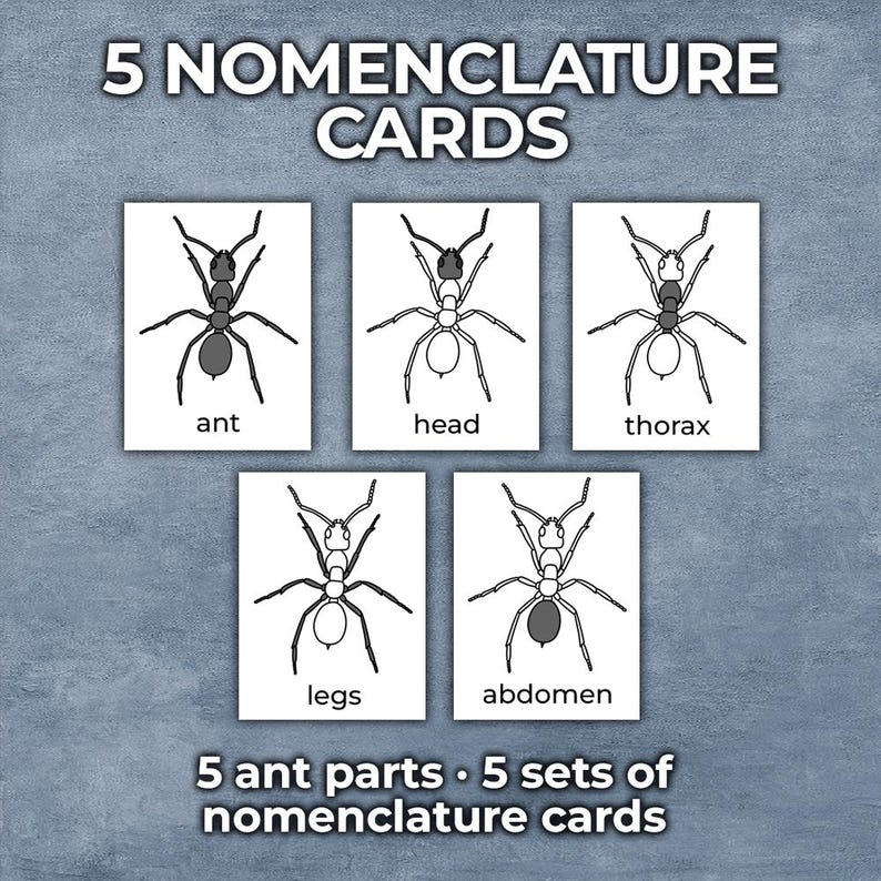 Ant Anatomy Parts of an Ant Insect Labeled Ant Anatomy of Ant ...