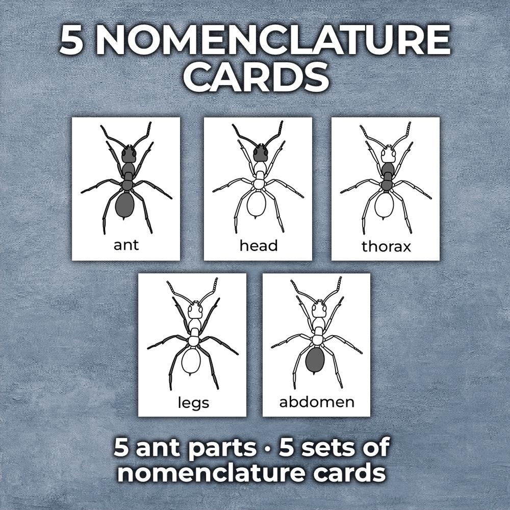 Ant Anatomy Parts of an Ant Insect Labeled Ant Anatomy of Ant ...
