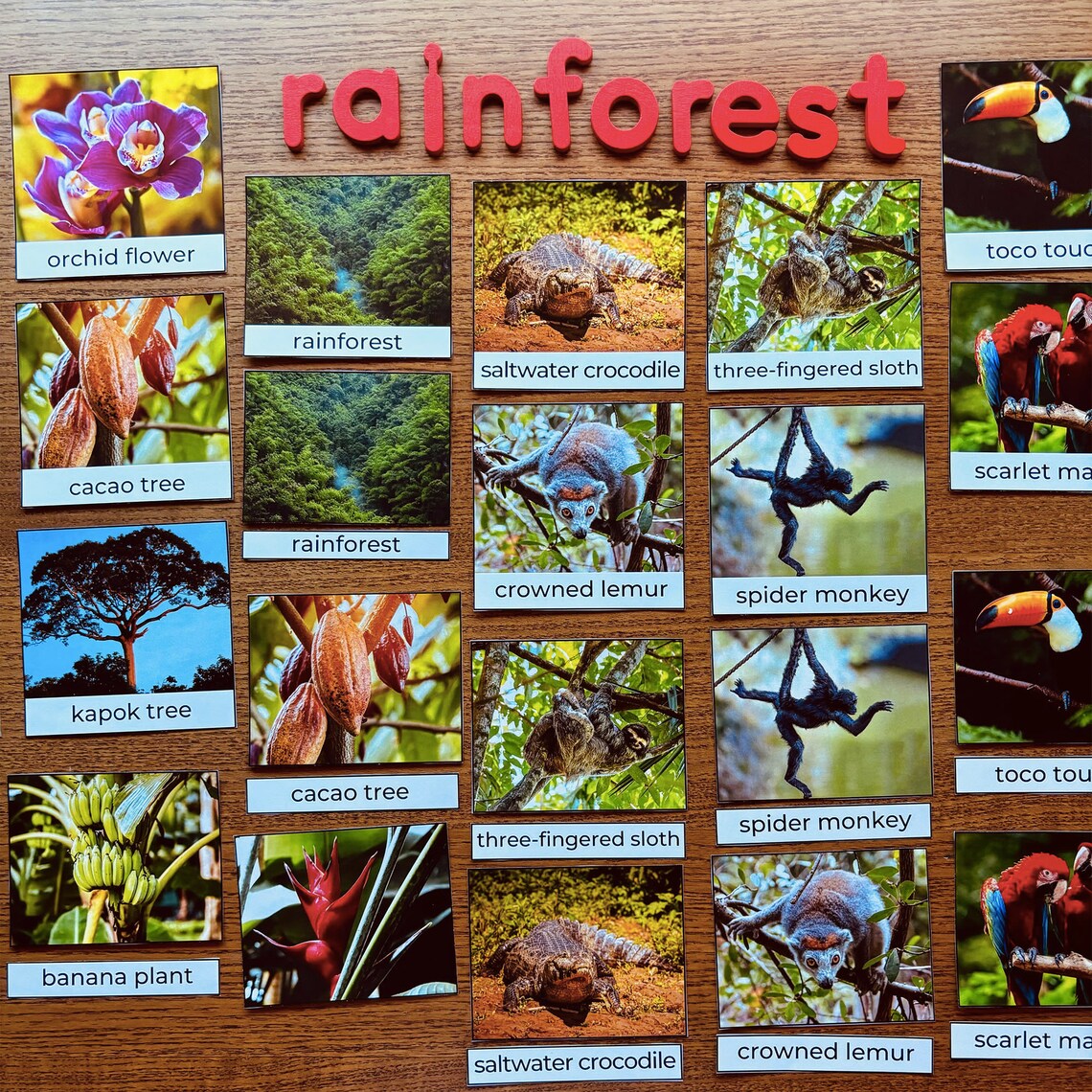 Animal Habitats Unit Study Animals and Habitats Biomes of the World ...