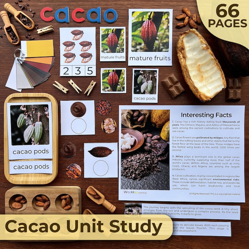 Cacao Unit Study Cacao Homeschooling Unit Cacao Tree Life Cycle Cacao ...