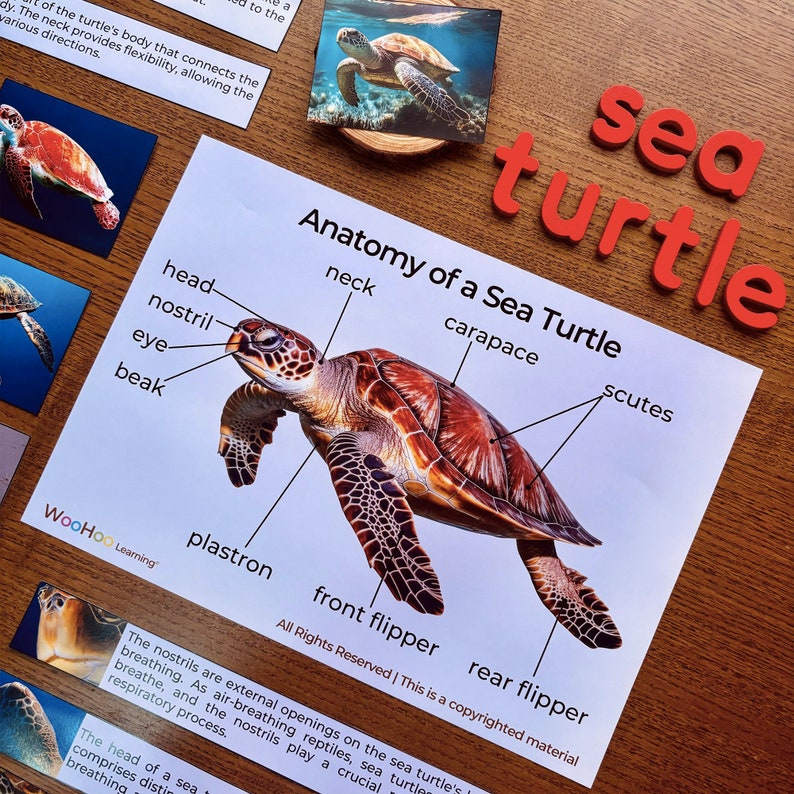 Sea Turtle Unit Study All About Sea Turtles Anatomy Sea Turtle Life ...