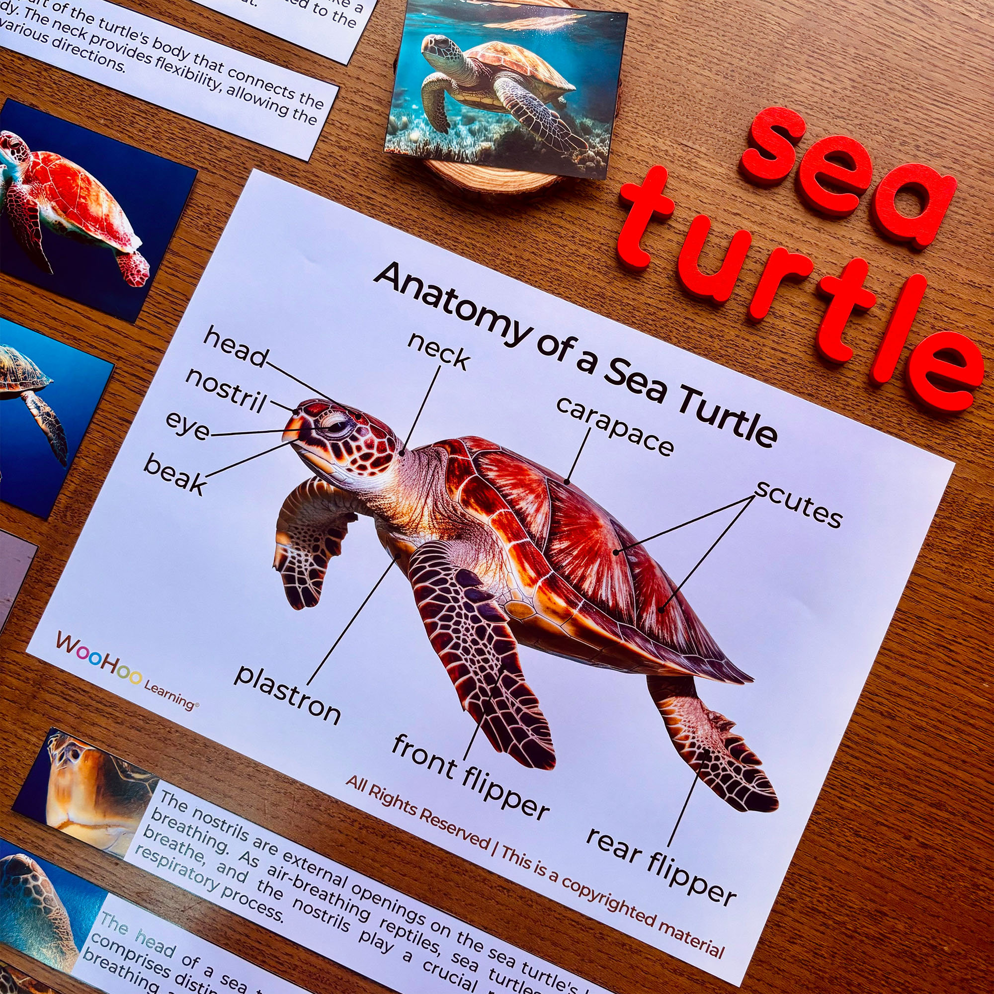 Sea Turtle Unit Study All About Sea Turtles Anatomy Sea Turtle Life ...