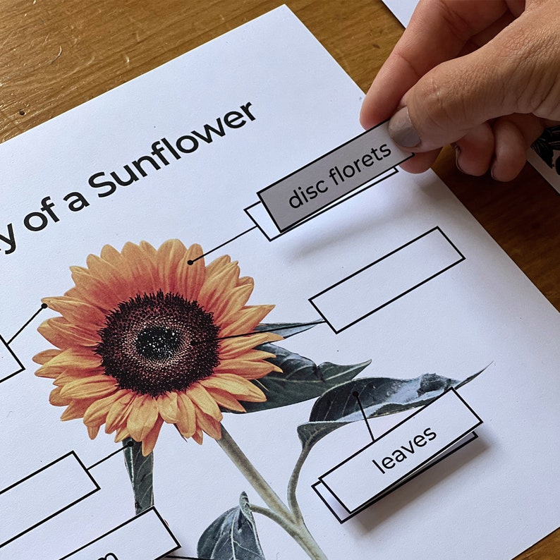 Parts of a Sunflower Anatomy Poster Sunflower Parts of a Sunflower ...