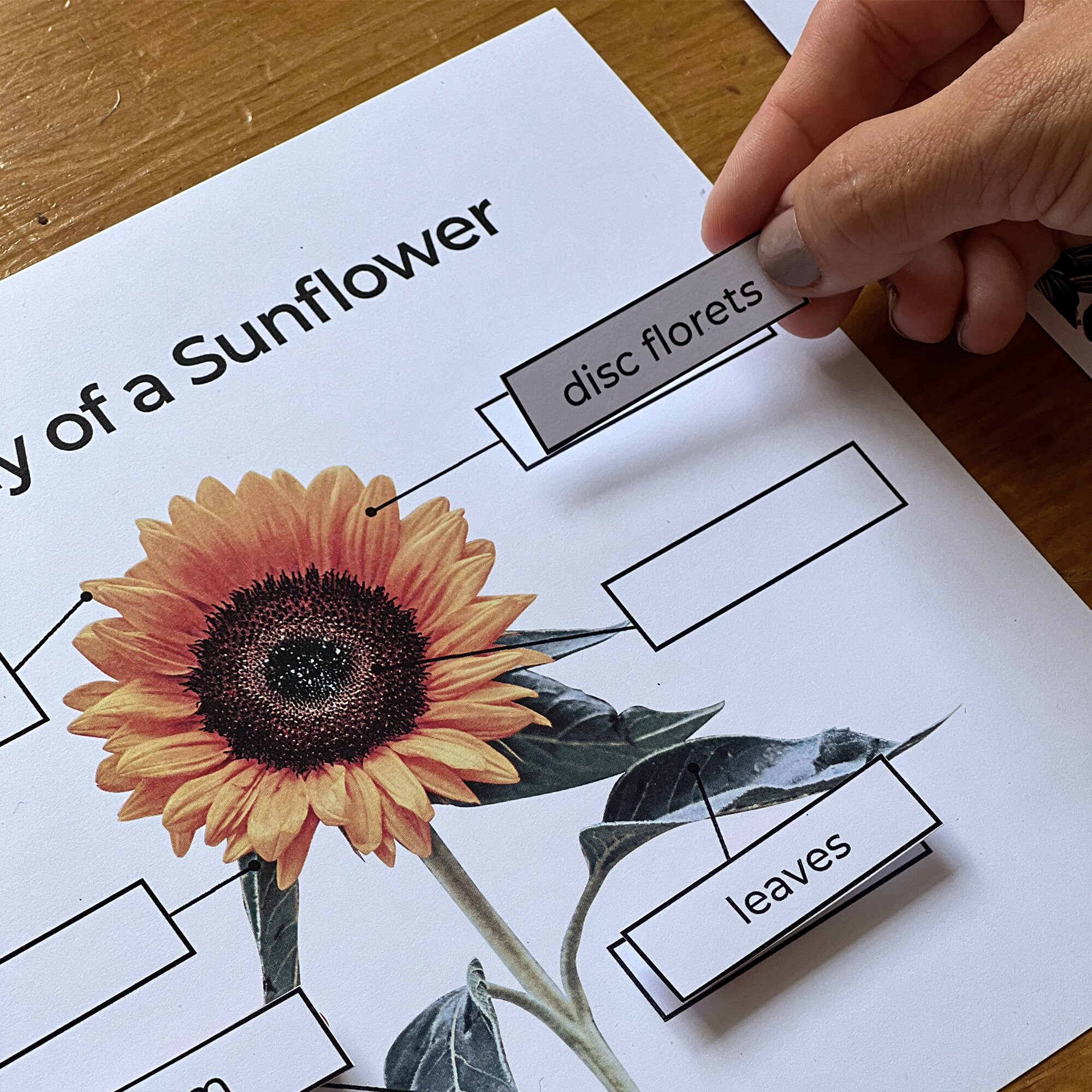Parts of a Sunflower Anatomy Poster Sunflower Parts of a Sunflower ...