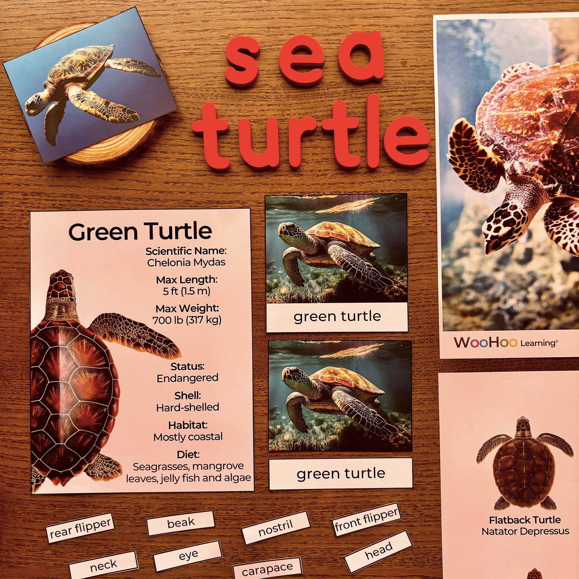 Sea Turtle Species Types of Sea Turtles All About Sea Turtles 3 Part ...