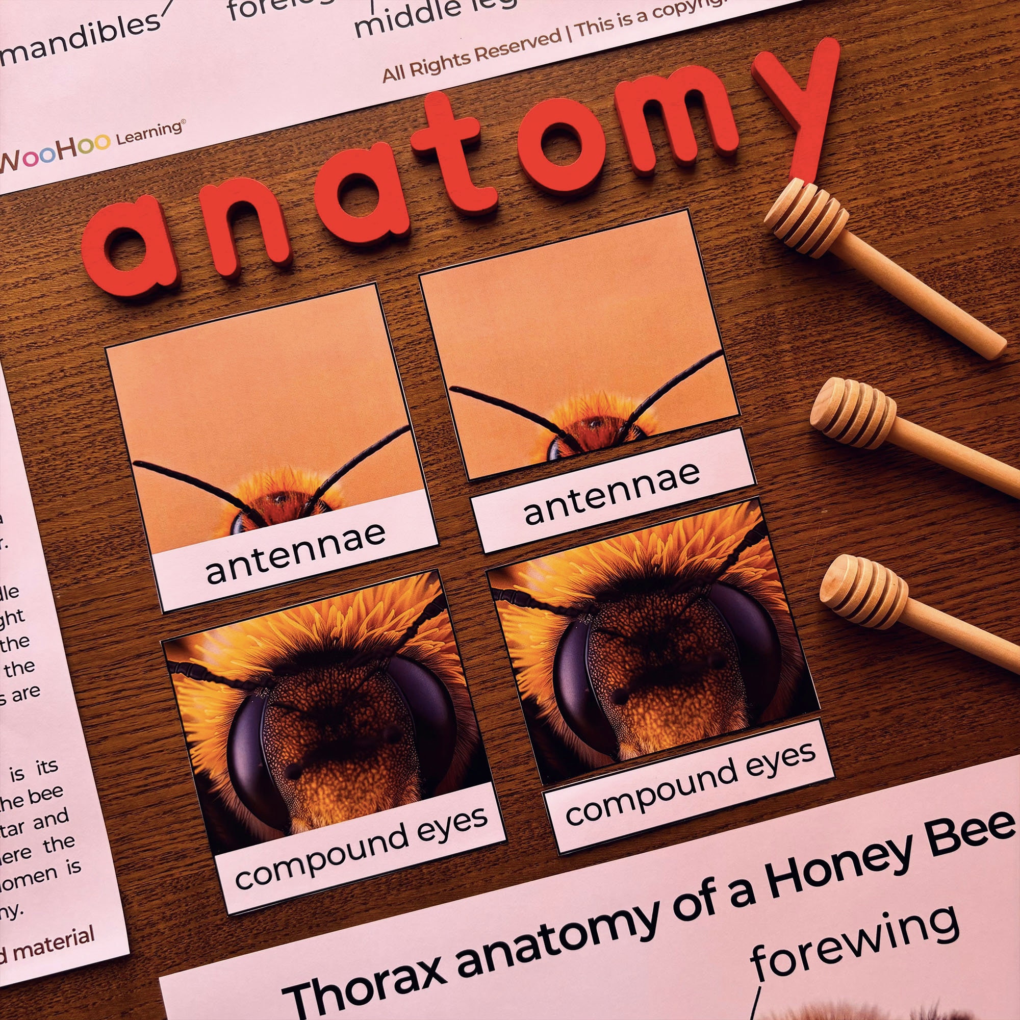 Honey Bee Anatomy Honey Bee Parts Anatomy of a Bee Parts of a Honey Bee ...