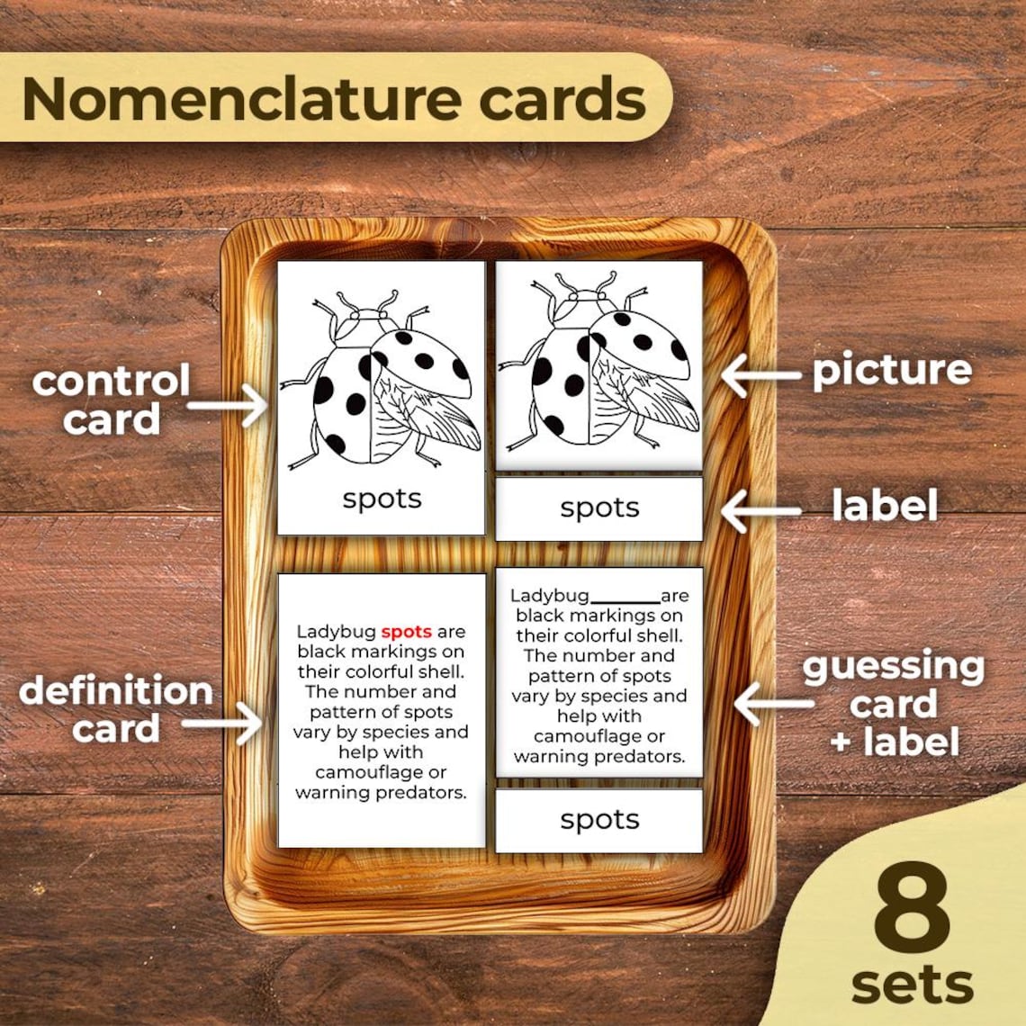 Parts of a Ladybug the Body Parts of a Ladybug Anatomy Parts Ladybug ...