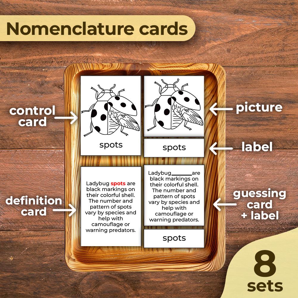 Parts of a Ladybug the Body Parts of a Ladybug Anatomy Parts Ladybug ...