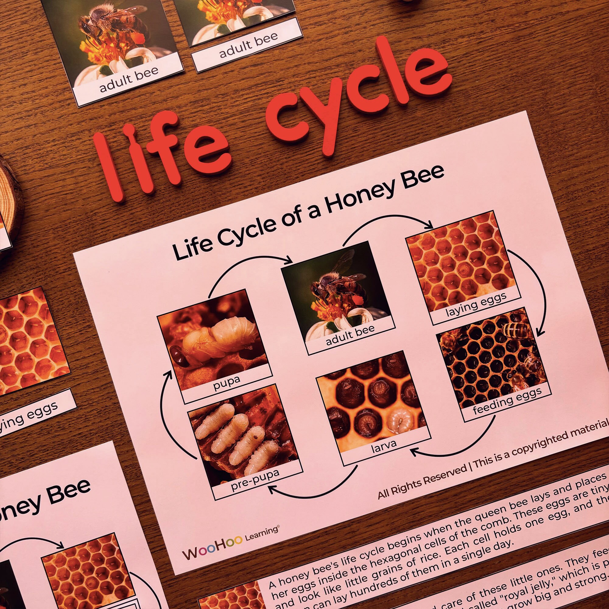 Honey Bee Life Cycle Bee Life Cycle Poster Life Cycle Of The Honey Bee Homeschooling Nature Unit