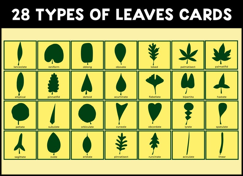Types of Leaves | Leaf Shape, Identification | Botany Leaf Arrangement ...