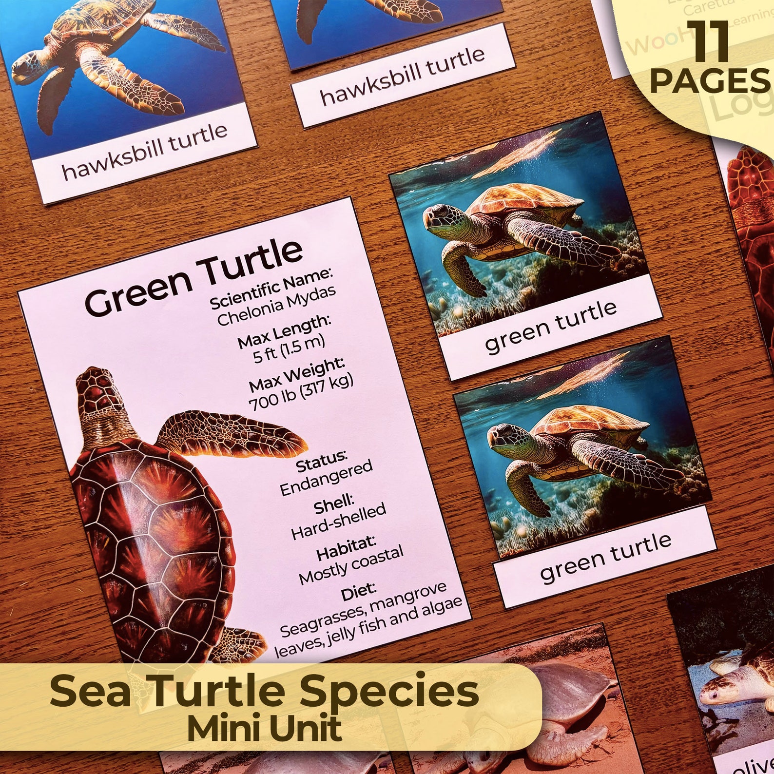Sea Turtle Species Types of Sea Turtles All About Sea Turtles 3 Part ...