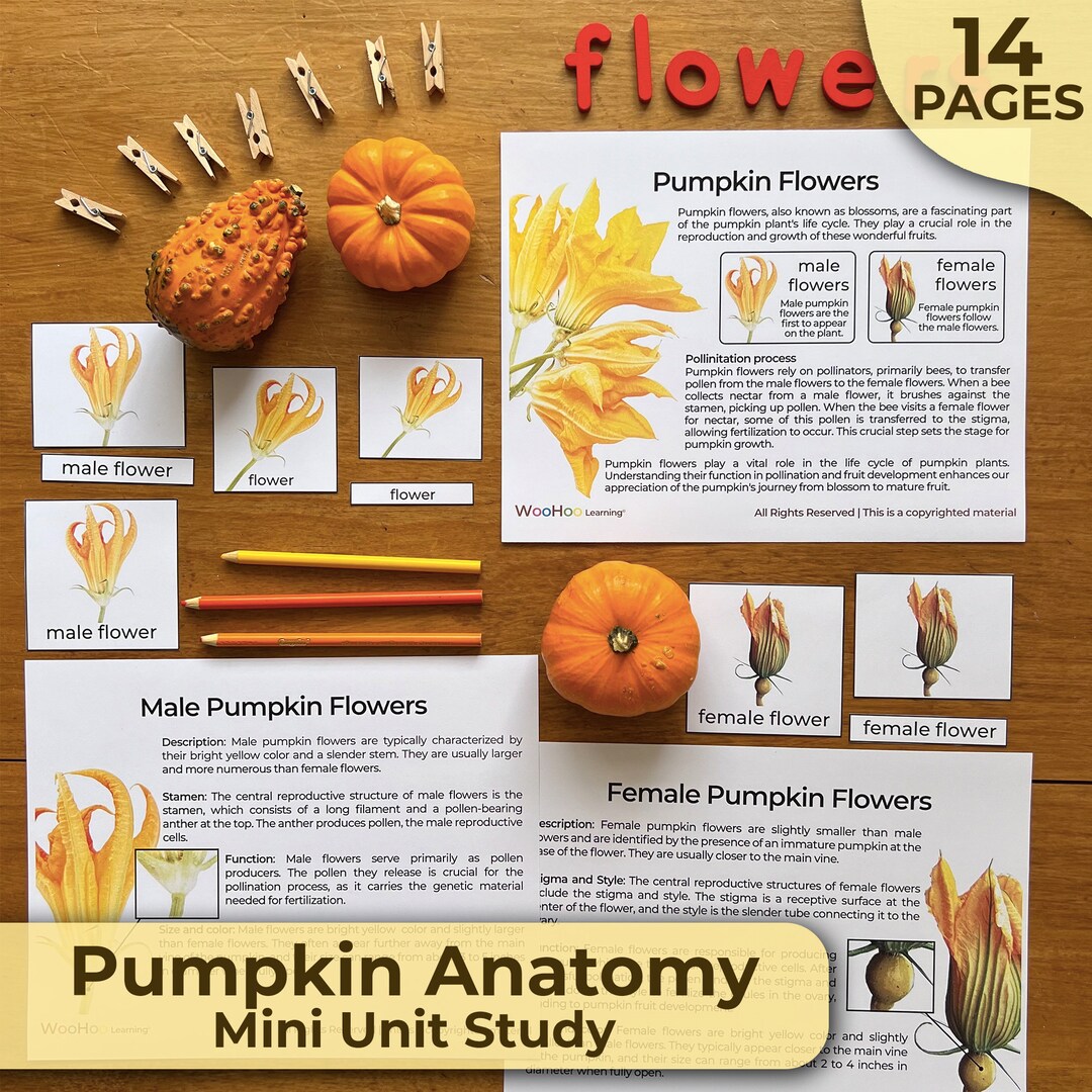 Pumpkin Anatomy Unit Study Anatomy of a Pumpkin Montessori Pumpkin ...