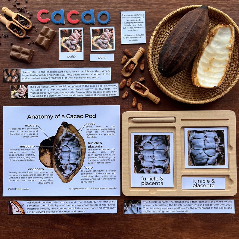 Cacao Pod Anatomy Chocolate Fruit Anatomy Chocolate Bean Parts Cacao ...