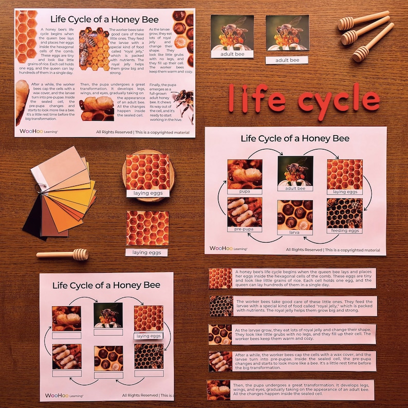 Honey Bee Life Cycle Bee Life Cycle Poster Life Cycle of the Honey Bee ...