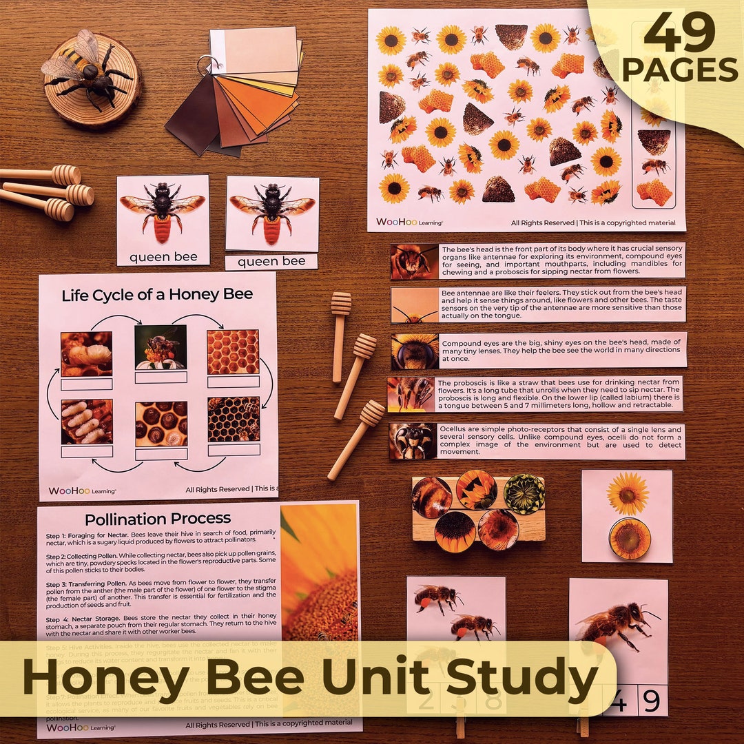 Honey Bee Unit Study Honey Bee Anatomy Honey Bee Life Cycle Honey Bee ...