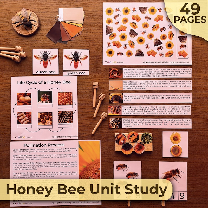 Honey Bee Unit - Etsy
