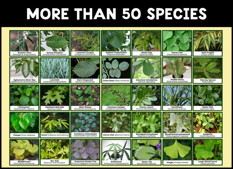 Types of Leaves | Leaf Shape, Identification | Botany Leaf Arrangement ...