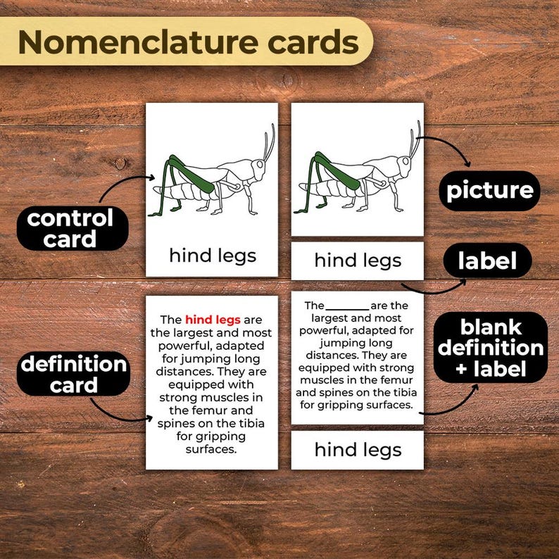 Parts of a Grasshopper Body Parts of a Grasshopper Anatomy Parts ...