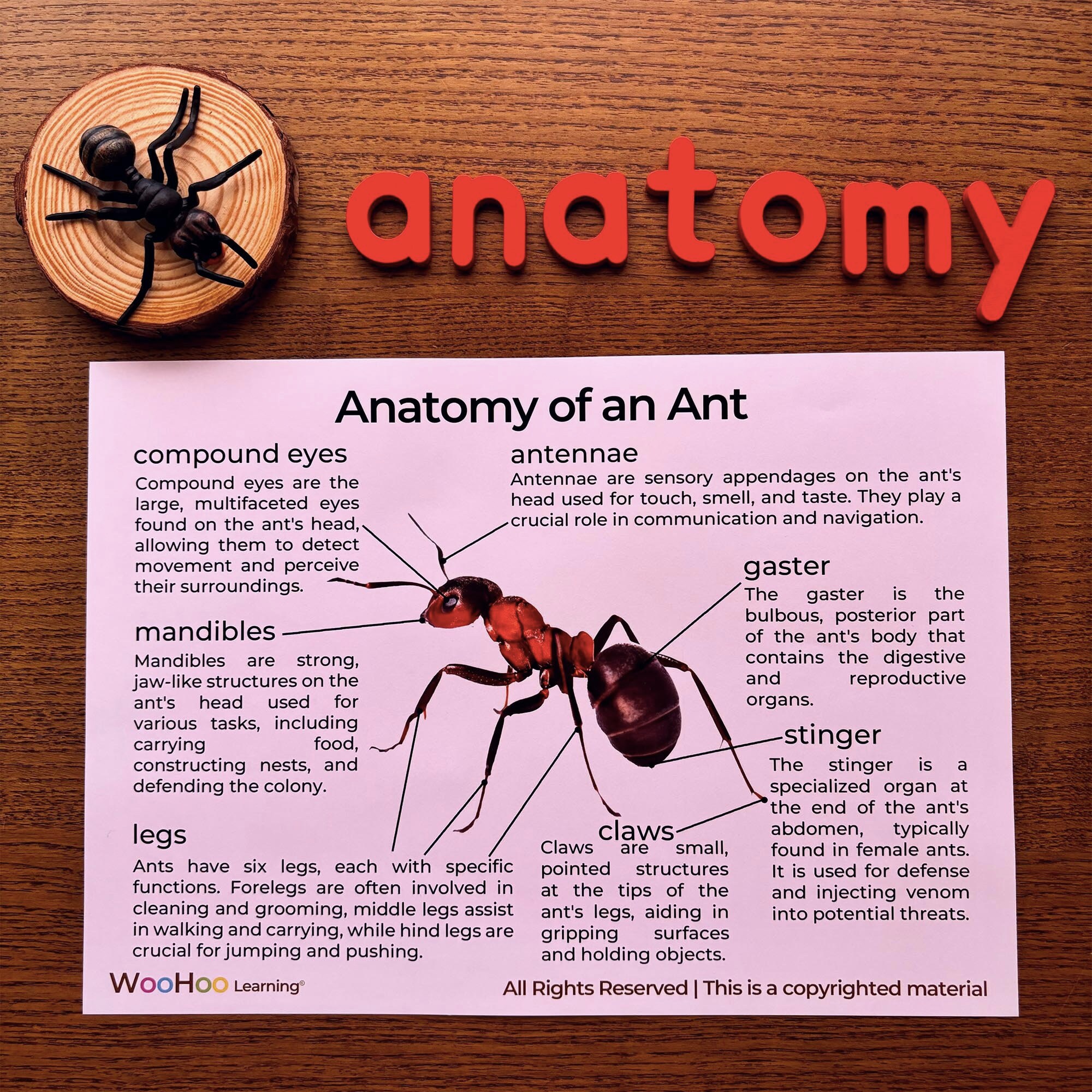 Ants Anatomy Parts of an Ant Anatomy Unit Study Ants Anatomy Nature ...