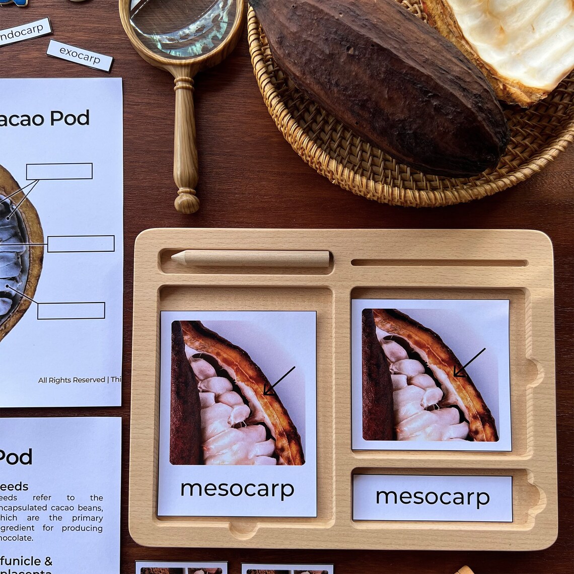 Cacao Pod Anatomy Chocolate Fruit Anatomy Chocolate Bean Parts Cacao ...