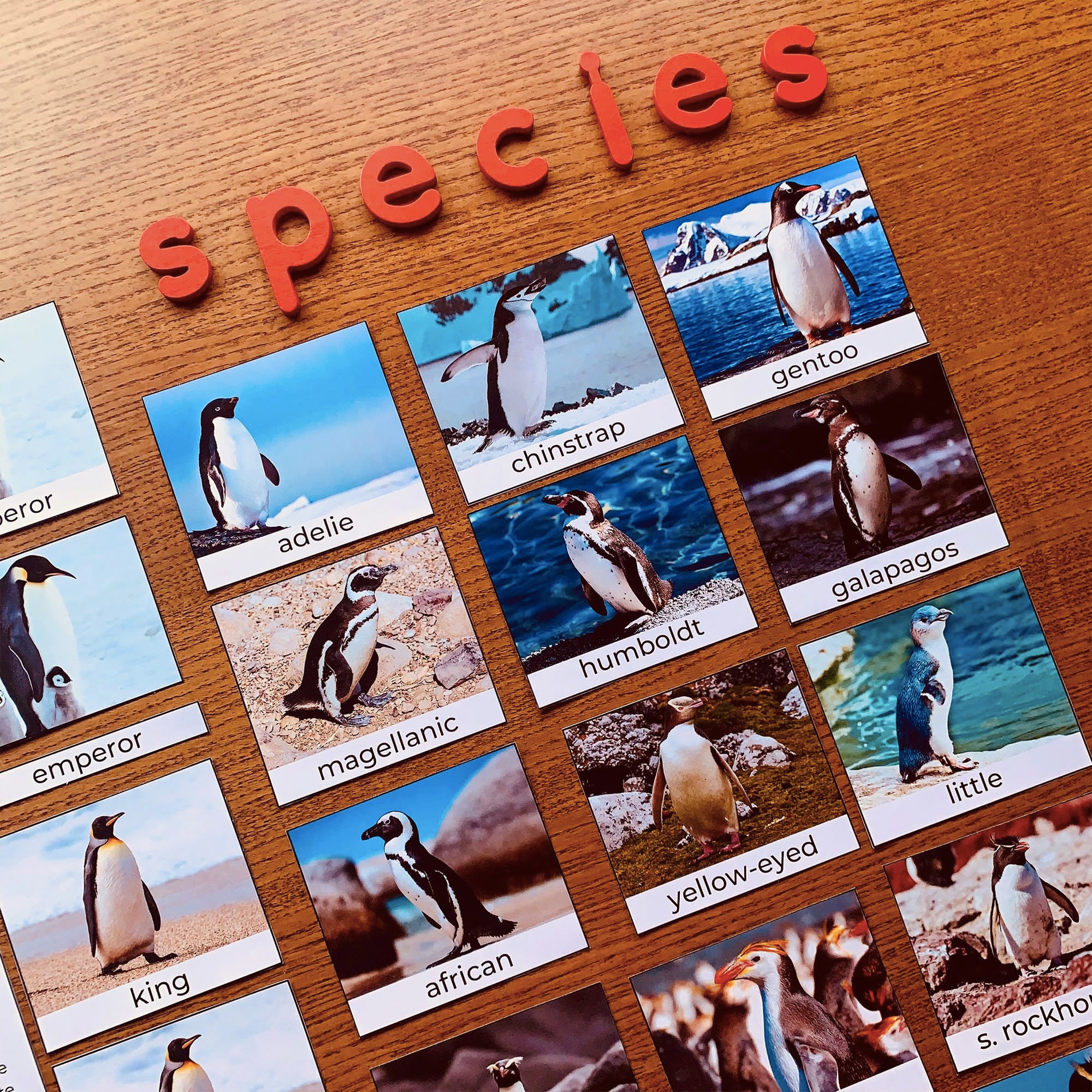 Penguins Unit Study Penguins Mini Unit Penguin Species Penguin Life ...