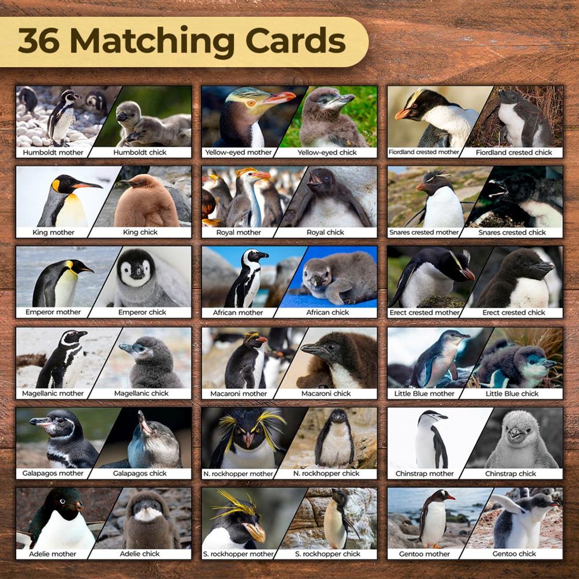 Types of Penguin Species Mother and Baby Animals Mother and Baby ...