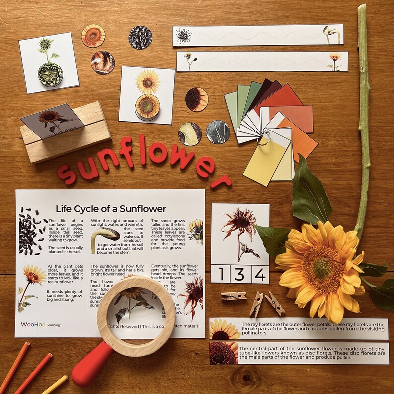 Sunflower Life Cycle Sunflower Anatomy Sunflower Printable Nature Study ...