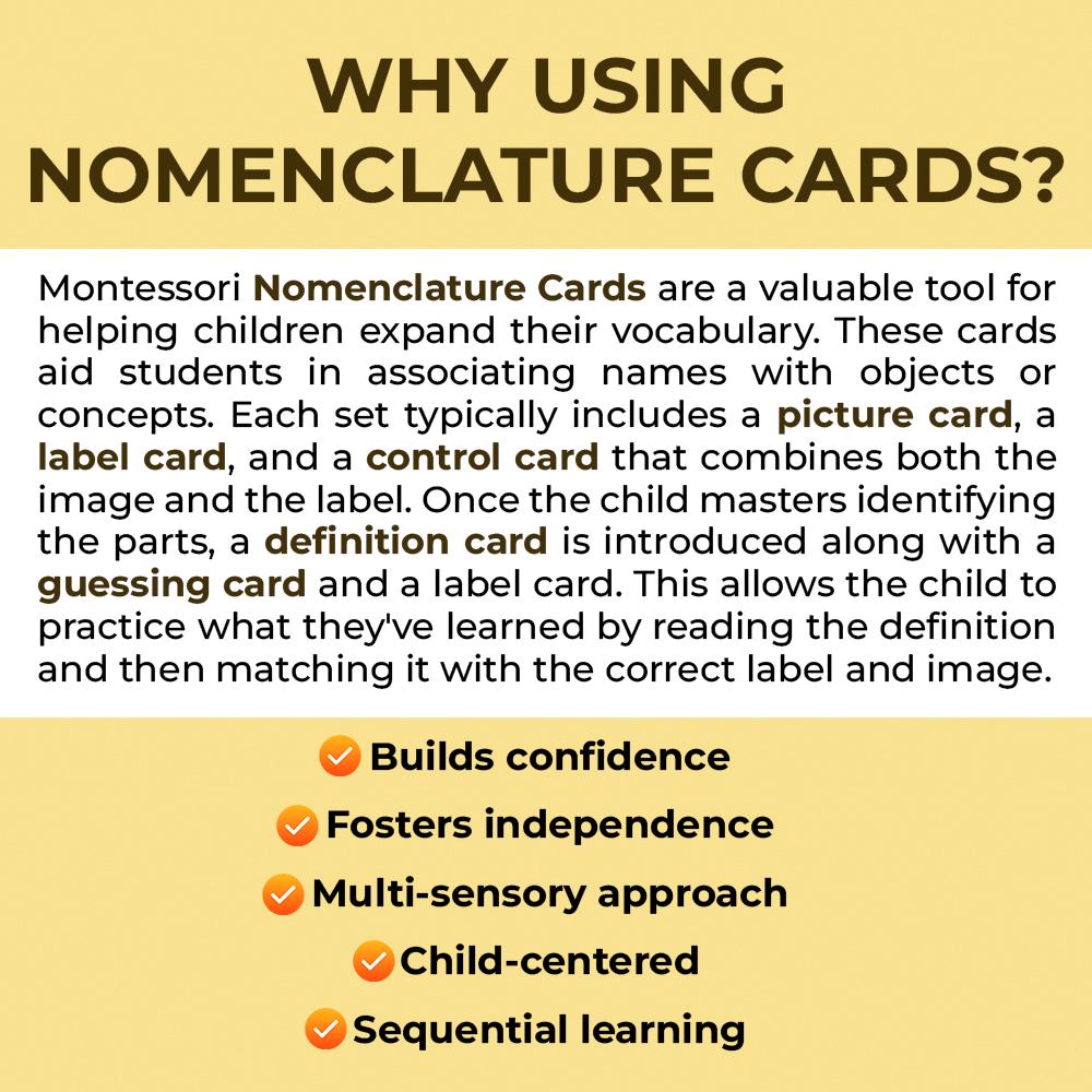 Parts of a Pumpkin Anatomy 3 Part Cards Pumpkin Nomenclature Cards ...