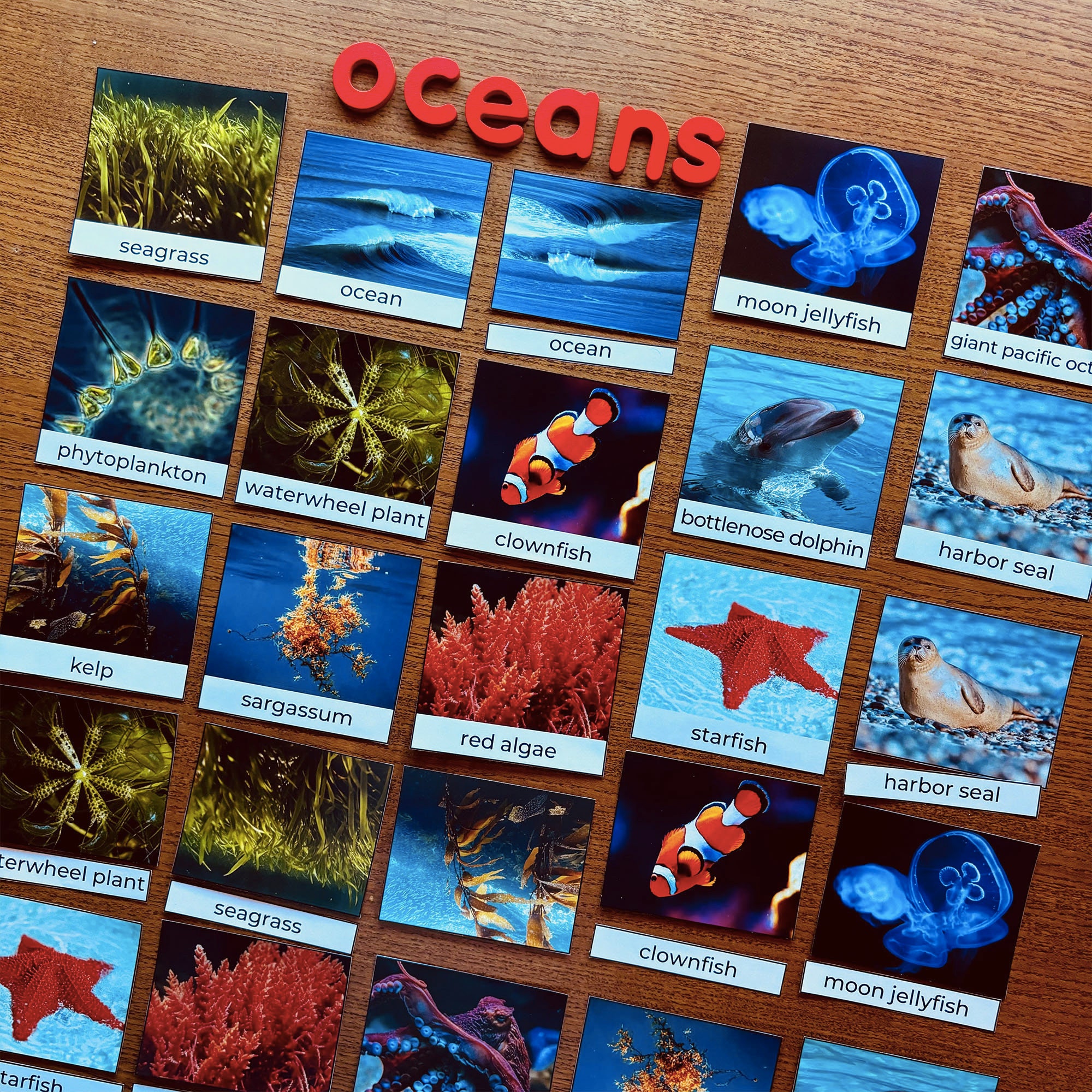 Ocean Habitat Unit Study Ocean Biome Unit All About Oceans Montessori ...