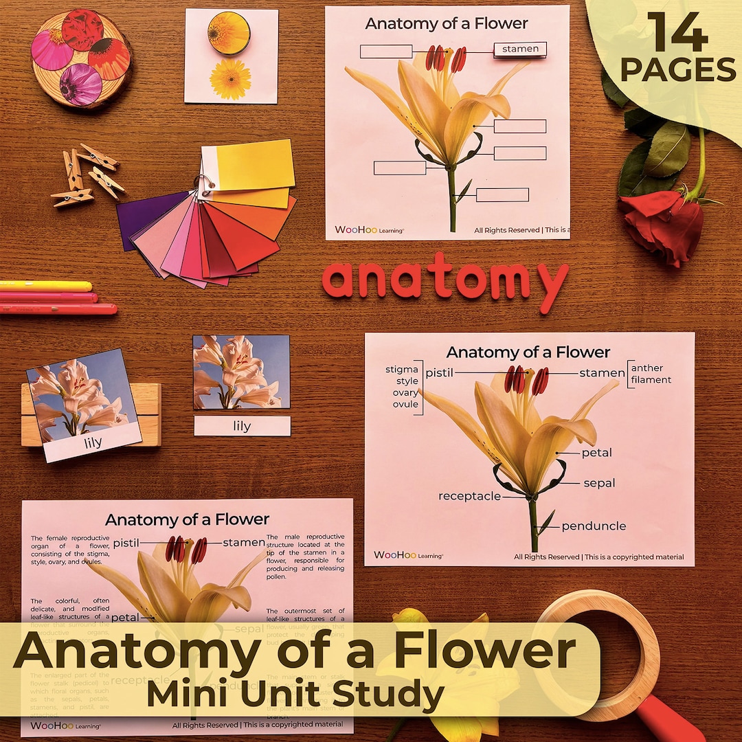 Flowers Anatomy Unit Study Parts of a Flower Structure Flower Parts ...