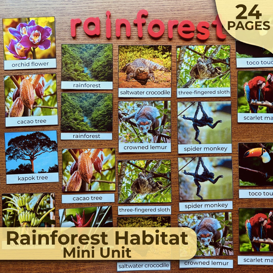 Rainforest Habitat Unit Study Rainforest Biome All About Rainforest ...