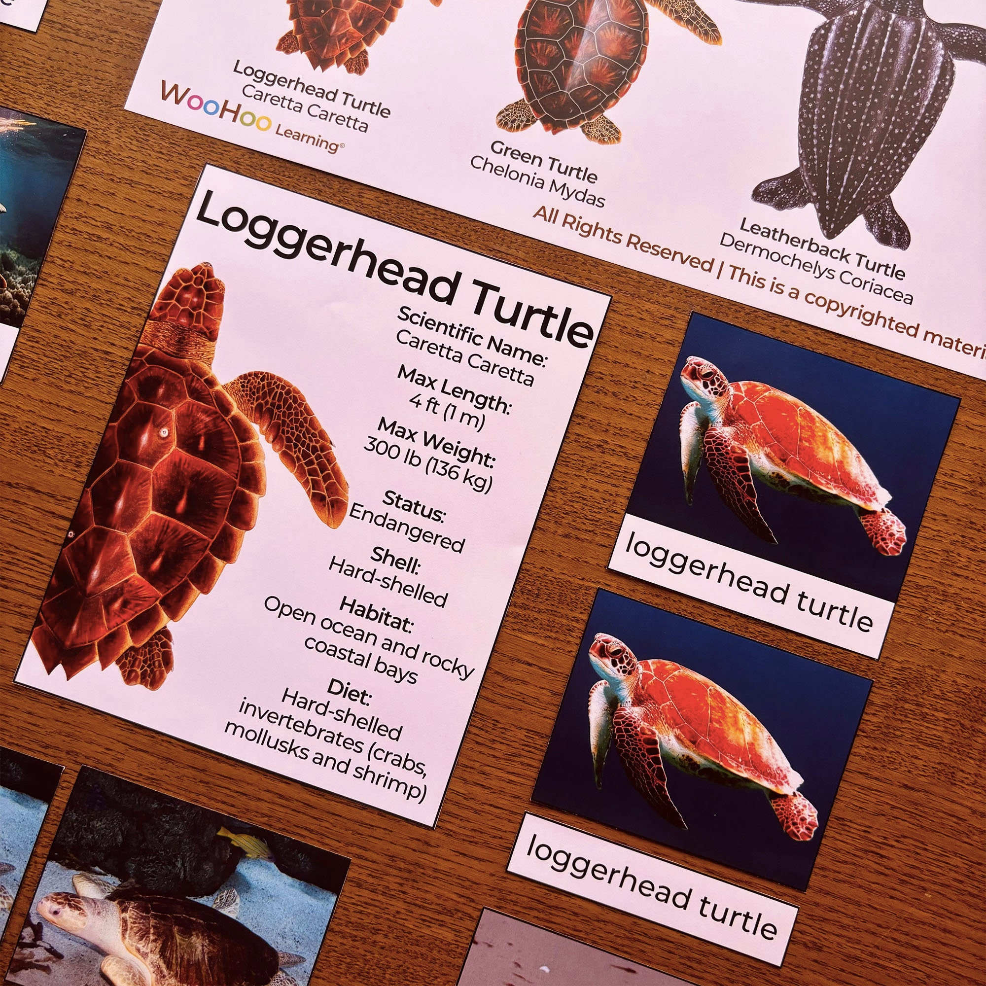 Sea Turtle Species Types of Sea Turtles All About Sea Turtles 3 Part ...