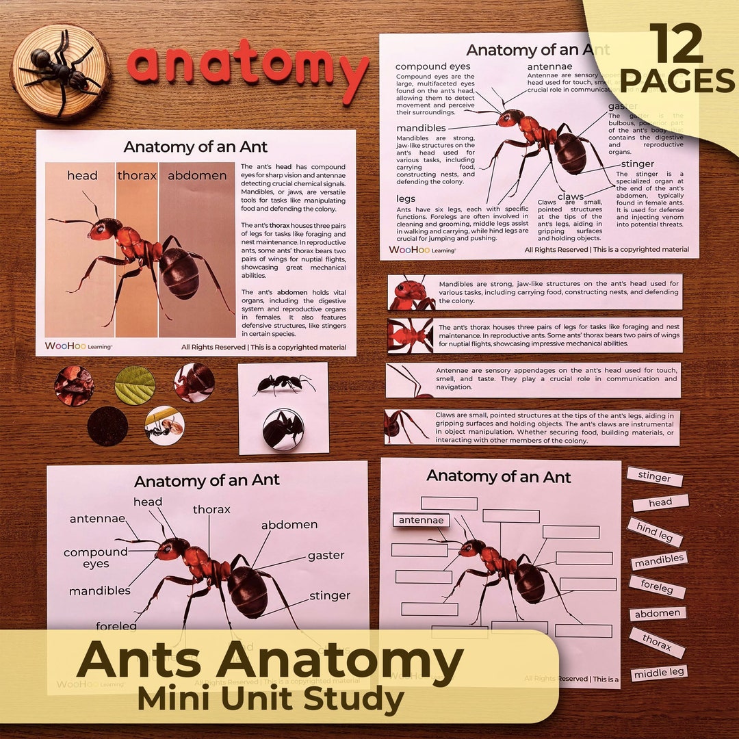 Ants Anatomy Parts of an Ant Anatomy Unit Study Ants Anatomy Nature ...