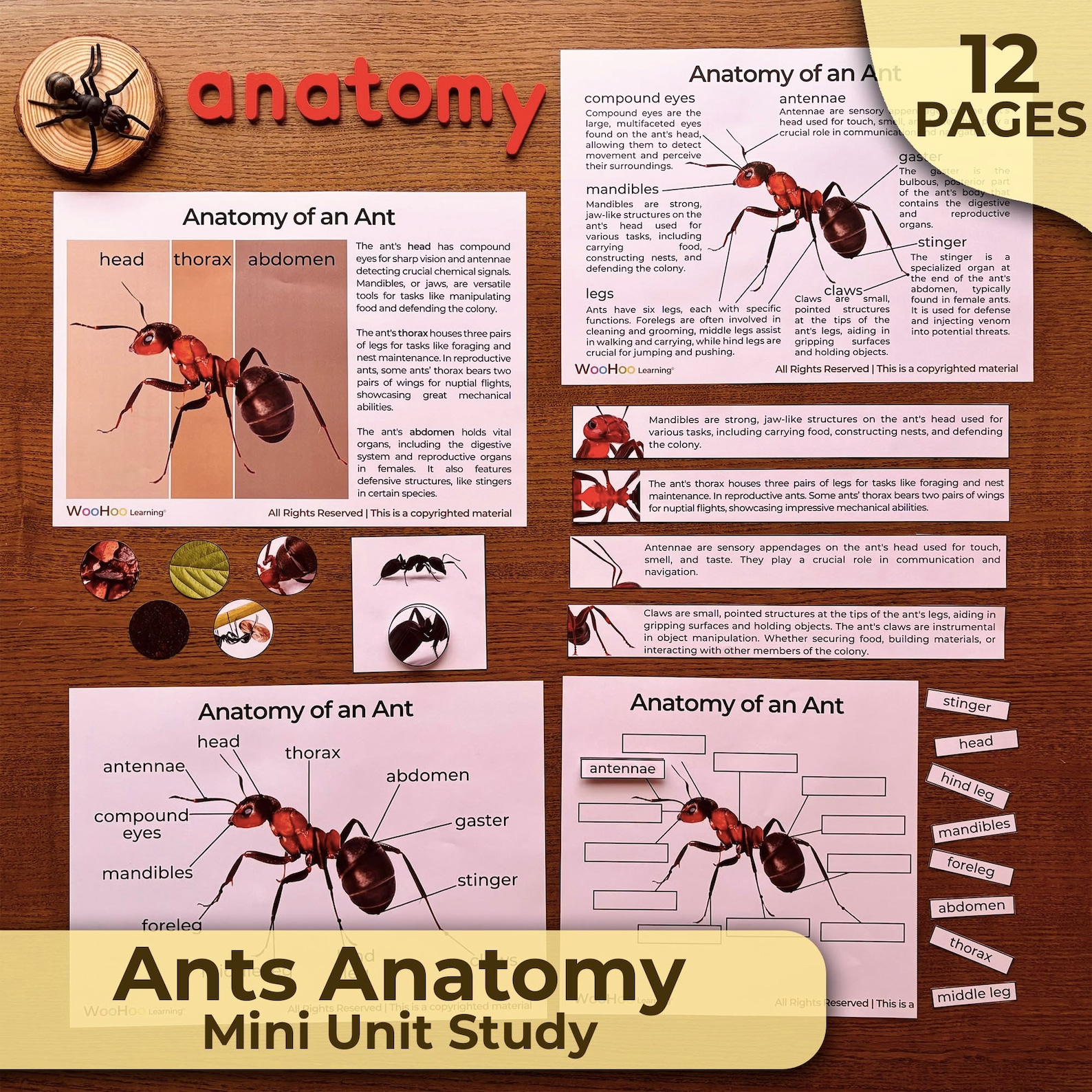 Ants Anatomy Parts of an Ant Anatomy Unit Study Ants Anatomy Nature ...
