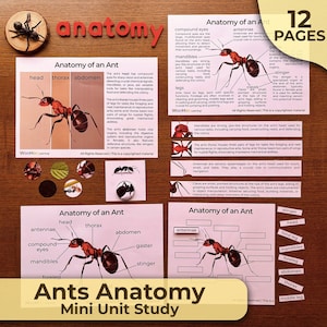 Ants Anatomy Parts of an Ant Anatomy Unit Study Ants Anatomy Nature ...