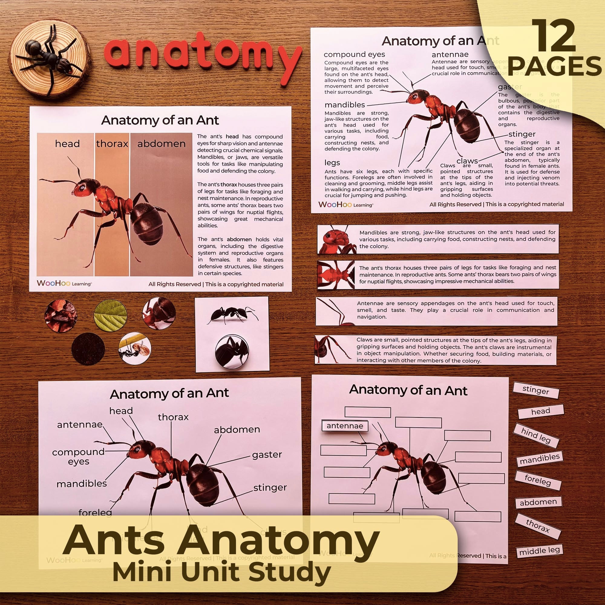 Ants Anatomy Parts of an Ant Anatomy Unit Study Ants Anatomy Nature ...