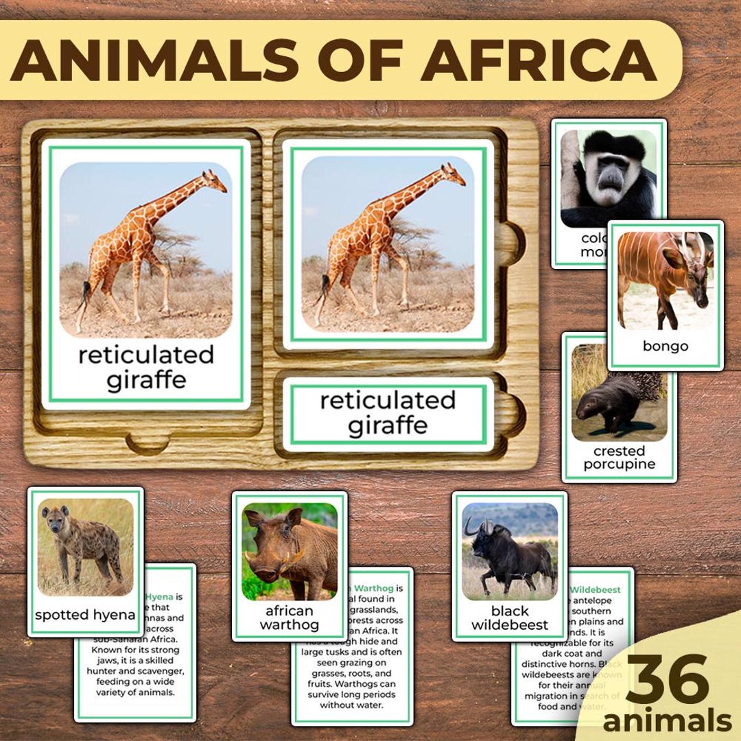 Animals of Africa African Savanna Animals Safari Animals Montessori ...